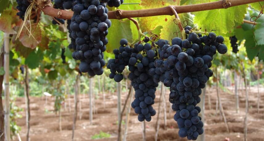 25 Fruits of Madeira Island